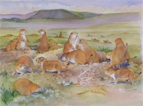 prairiedog